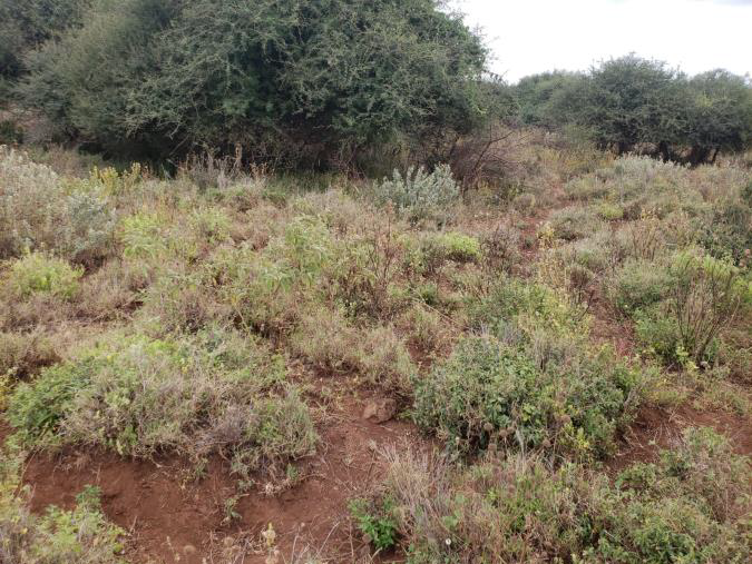 PRIME AGRICULTURAL PROPERTY IN LOITOKTOK KAJIADO COUNTY-SBM - NYALUOYO ...