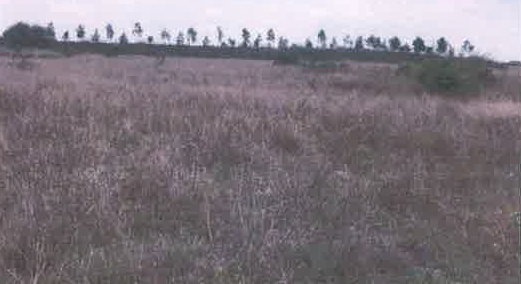 PRIME RESIDENTIAL PROPERTIES IN KATANI AREA, MACHAKOS COUNTY-KC ...